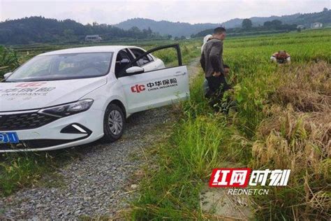 中华财险会同县支公司深入田间开展“稻飞虱”虫害理赔