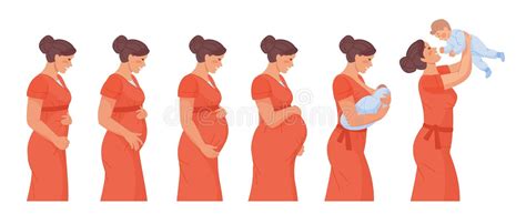 Fetal Stages Human Embryo Growth Process Stock Vector Illustration