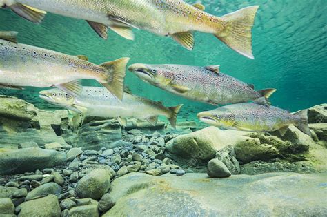 Atlantic Salmon Migrating For Spawning Stock Image C0483830
