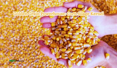 7 Common Corn Silage Pit Mistakes To Avoid Ultimate Guide