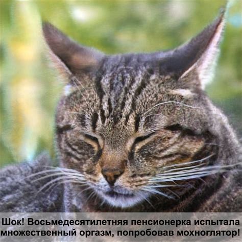 Роял канин уринари для кошек hosted at ImgBB — ImgBB
