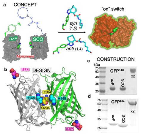 Bioorthogonal Driven Protein Dimersation And Implementation Phases A Download Scientific