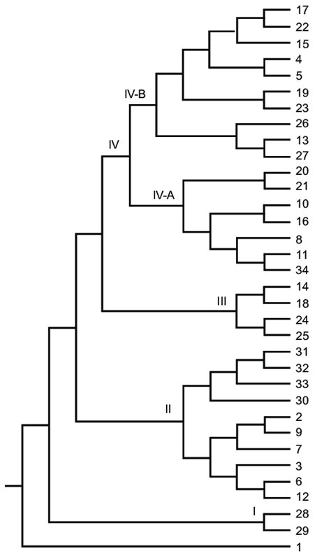 dendrogram constructed based on nei s genetic distance unweighted pair
