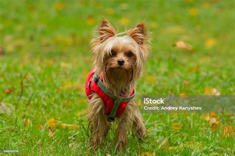 화창한 날 풀밭에서 요크셔 테리어 강아지의 귀여운 초상화 0명에 대한 스톡 사진 및 기타 이미지 0명 가축 강아지 개 Istock