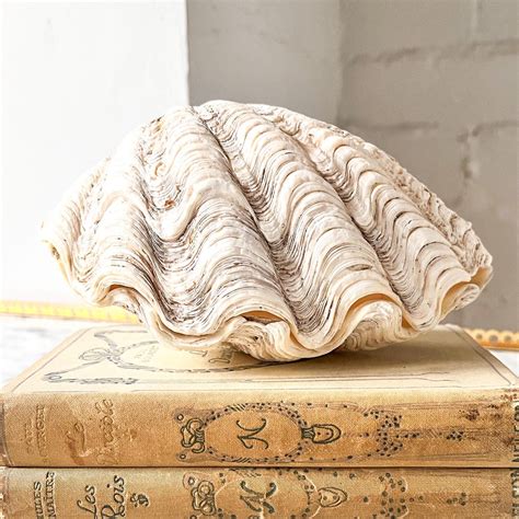Vintage Double Clam Shell Etsy