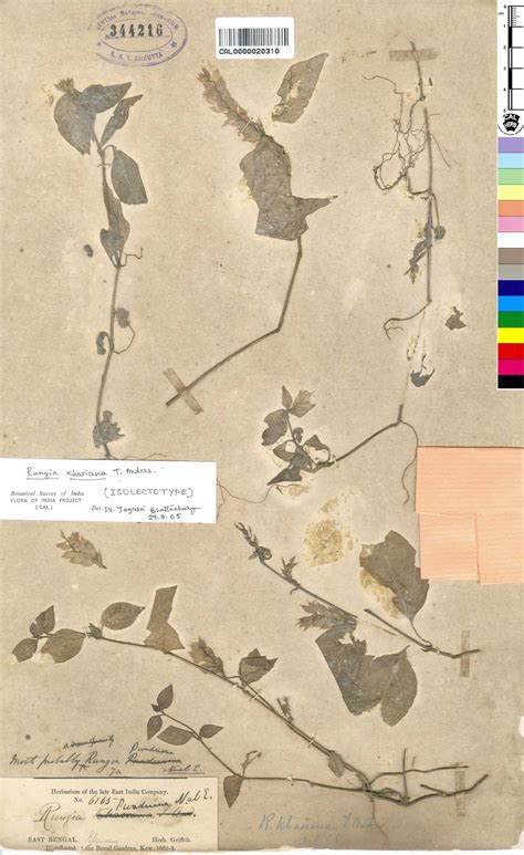 Phanerogams Type Details