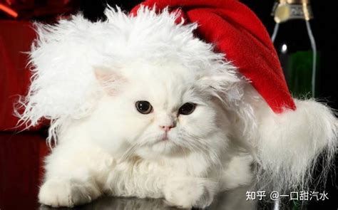 波斯猫掉毛严重是什么原因如何解决 知乎