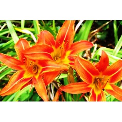 хамерокалис | МНОГОГОДИШНИ ЦВЕТЯ | ЦВЕТЯ ХРАСТИ БИЛКИ | Gradinari.BG