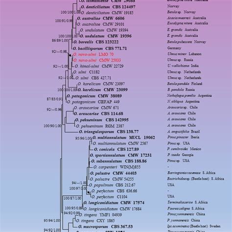 phylogram generated from maximum likelihood analysis raxml based on