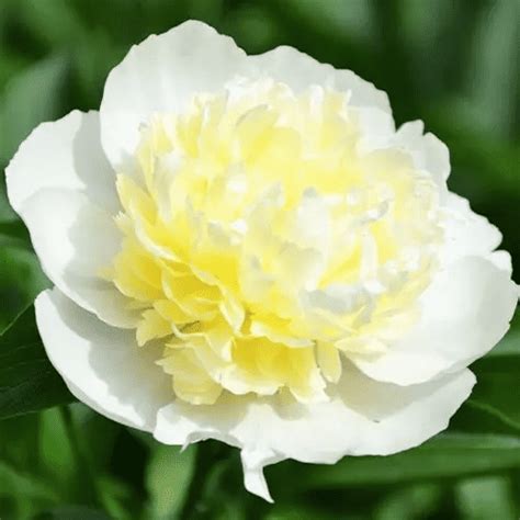 Купить Пион Laura Dessert в Киеве | Дзен Сад