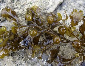 Genus Sargassum