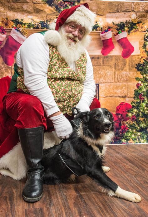 무료 이미지 애정 칸디다과 모피 식인종 개 품종 나무 운동 단체 크리스마스 이브 동반자 국경 콜리 휴일