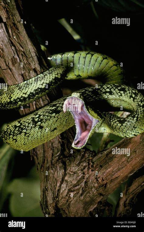 Green Pit Viper Fangs