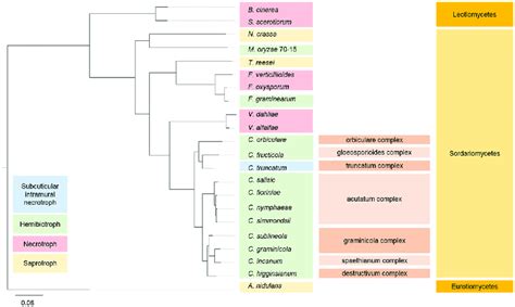 A Maximum Likelihood Tree Of Colletotrichum Species And Other Fungi