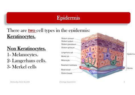 Solution The Integumentary System Skin Histology Studypool