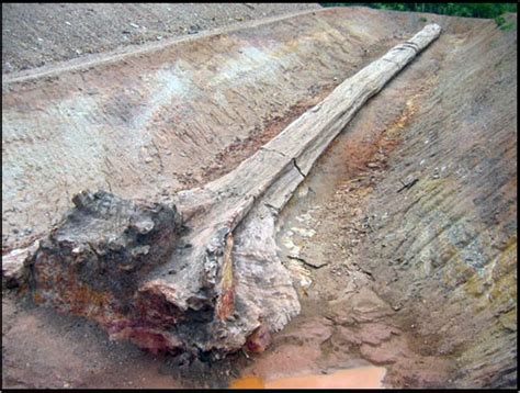 Saving Fossil Trees Thailand Home