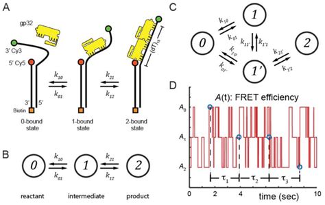 A A Hypothetical 3 State Reaction Scheme For The Ssdna Binding