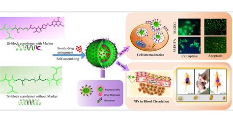Block Copolymer Based Nanoparticles For Theranostic Intervention Of Cervical Cancer Synthesis