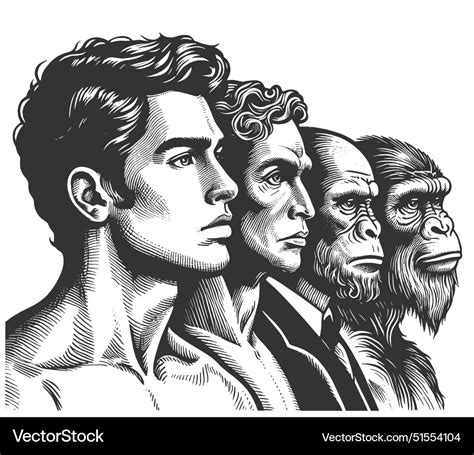 Human Evolution Ape To Modern Man Royalty Free Vector Image