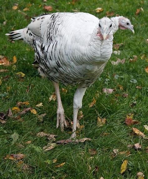How To Determine Sex Of Turkeys Page 3 Backyard Chickens Learn