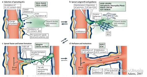 浅谈血管发育——发芽，生长，融合，稳定与修剪 知乎