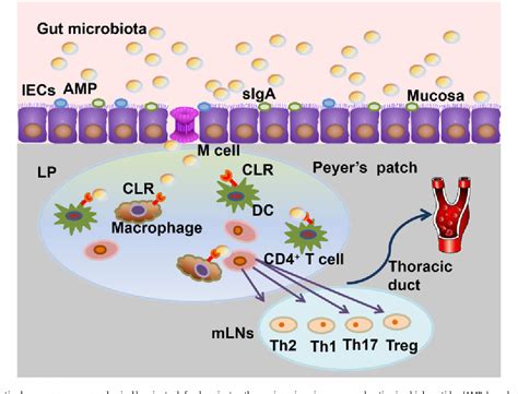 Figure 1 From C Type Lectin Receptor Mediated Immune Recognition And Response Of The Microbiota