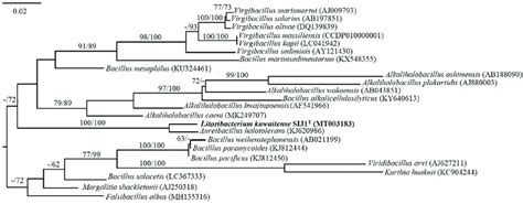 Maximum Likelihood Ml And Maximum Parsimony Mp Phylogenetic