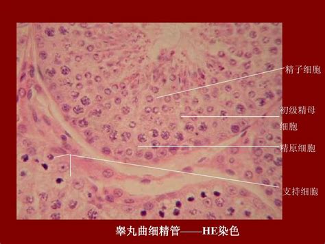 动物解剖学之生殖系统word文档在线阅读与下载无忧文档