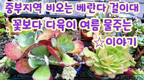 중부 여름철 다육이 물주는 이야기 ☔비오는 걸이대 저녁 꽃보다다육이 물주는 이야기 Succulent Plant 다육식물 키우기