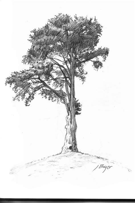 Cypress Tree Sketch At PaintingValley Com Explore Collection Of Cypress Tree Sketch