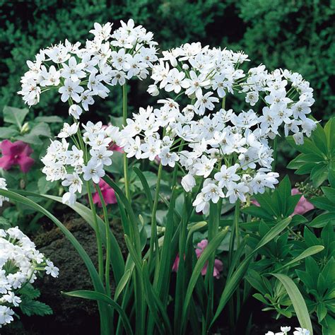 Allium Cowanii Color Flower Bulb