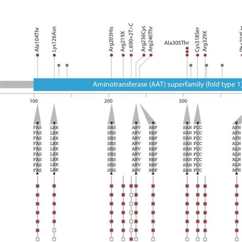 Deoxymethylsphinganine And Sptlc1 Mutations Promote Mitochondrial Download Scientific Diagram