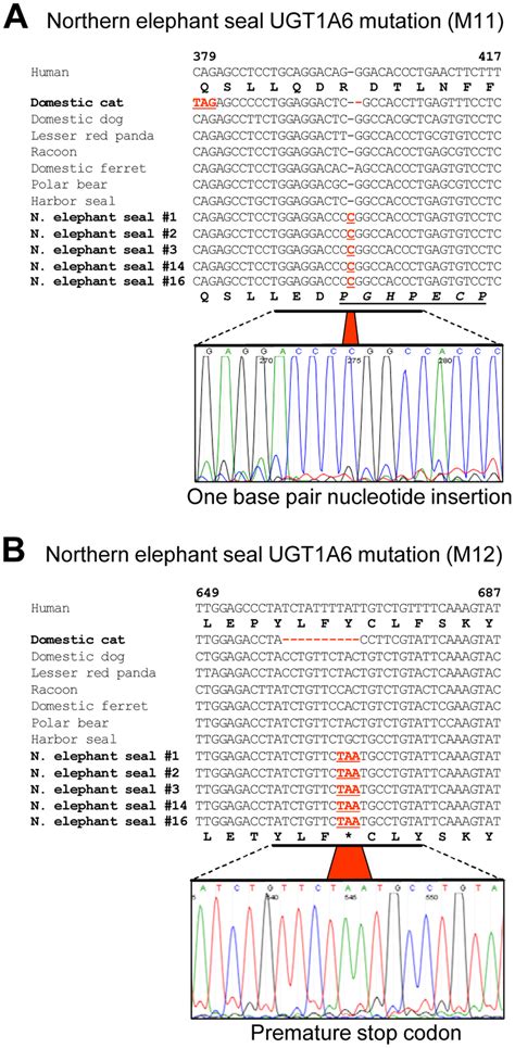 Frameshift Mutation And Premature Stop Codon Found In The Northern Download Scientific Diagram