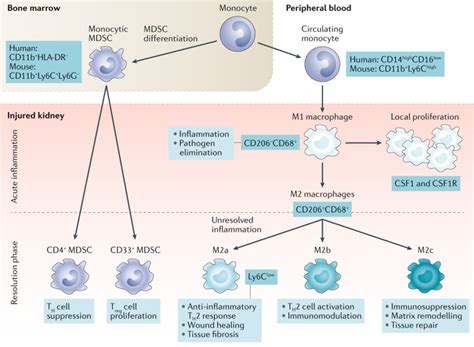 Macrophages Versatile Players In Renal Inflammation And Fibrosis