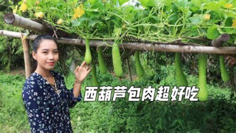 采摘新鲜的西葫芦把里面掏空放肉太好吃了 高清1080P在线观看平台 腾讯视频
