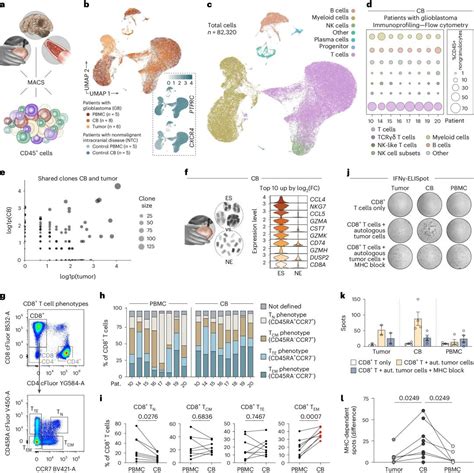 Nature Medicine Scrna Seq揭示颅骨中的cd8 T细胞具有持久抗胶质母细胞瘤作用 单细胞测序网