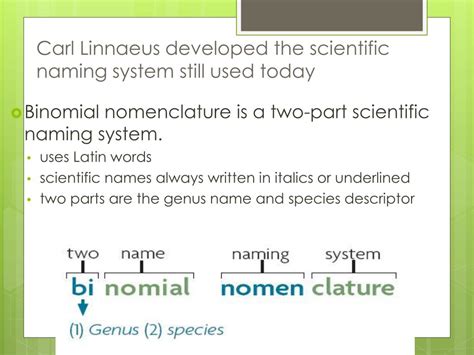 Ppt Taxonomy Powerpoint Presentation Free Download Id5438341