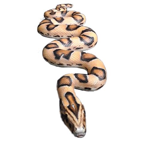 Location Python Décoration événementielle Pâte à Fêtes