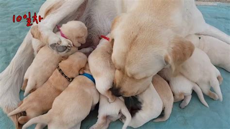 캠핑카 레브라도 리트리버 9마리출산35일성장기 Youtube