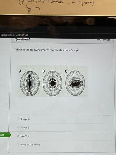 Week 12 Flashcards Quizlet