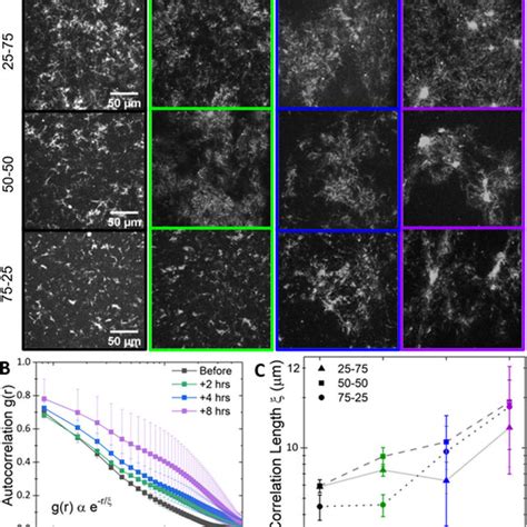 Myosin Activity Drives Sustained Mesoscale Clustering In Download Scientific Diagram
