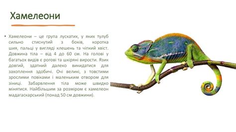 Презентація Різноманітність плазунів