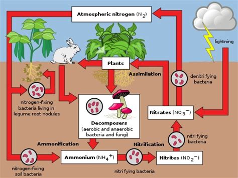 What Is The Difference Between Nitrogen Fixation And Nitrification Pediaa Com