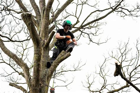 Commercial Tree Services MG Tree Surgery Cambridge