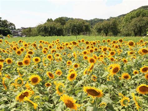 下松スポーツ公園で5万本のヒマワリが見頃に 10万本のコスモスと共演も 周南経済新聞