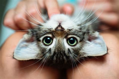 How To Take Care Of A Kitten Complete Guide Turlock Vets