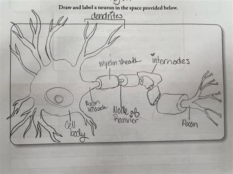 Lab Nervous System Flashcards Quizlet