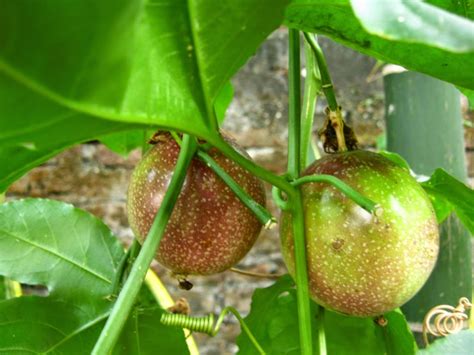 Healty Health Benefits Of Passion Fruit Passiflora Edulis For Your Body