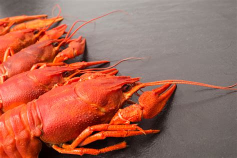 붉은 가재 먹을 준비가 삶은 맥주 간식입니다 맥주에 대입니다 레드 돌 슬레이트 어두운 배경에 대 삶은 텍스트 복사 공간 테두리 디자인 갈고리 발톱에 대한 스톡 사진 및 기타