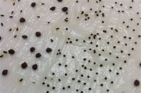 满天星种子怎么催芽 满天星种子多久发芽